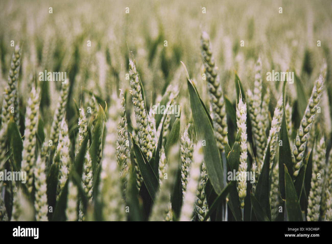 Beautiful still green wheat field hi-res stock photography and images ...
