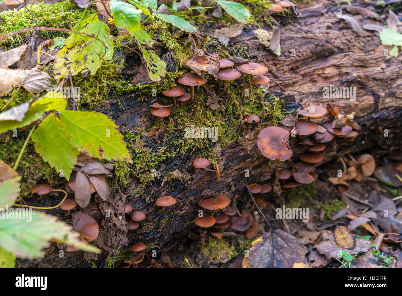 Poisonous fungus (Galerina marginata) on a decaying log covered with ...