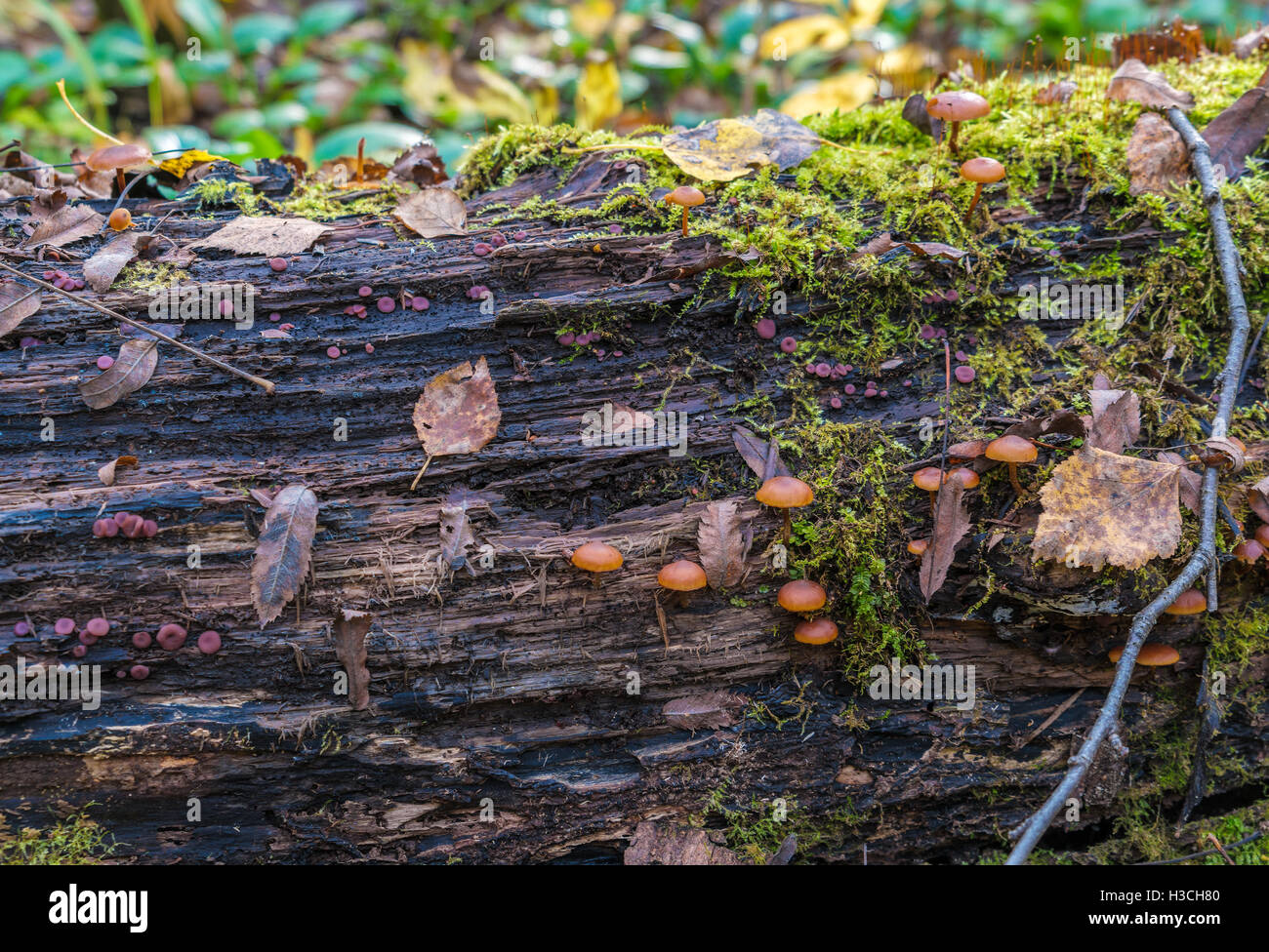 Poisonous fungus (Galerina marginata) on a decaying log covered with ...