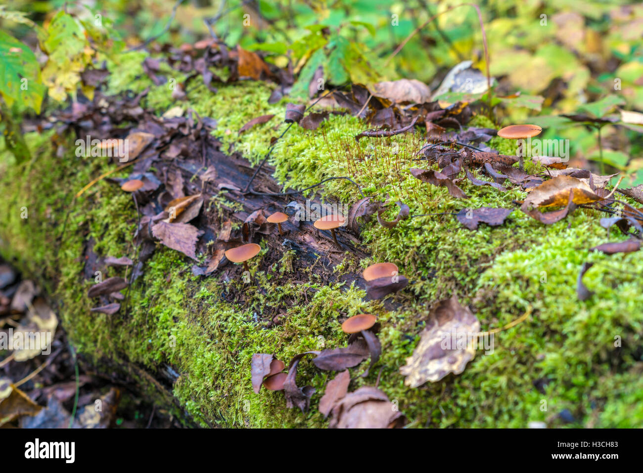 Poisonous fungus (Galerina marginata) on a decaying log covered with ...