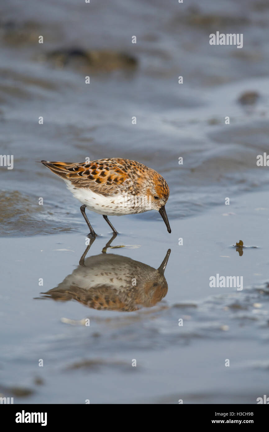 Shorebird migration, Prince William Sound, Chugach National Forest ...