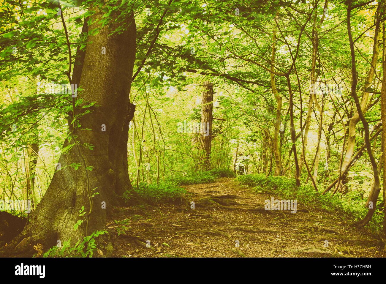 Leafy view through English woodland in the summer Stock Photo - Alamy