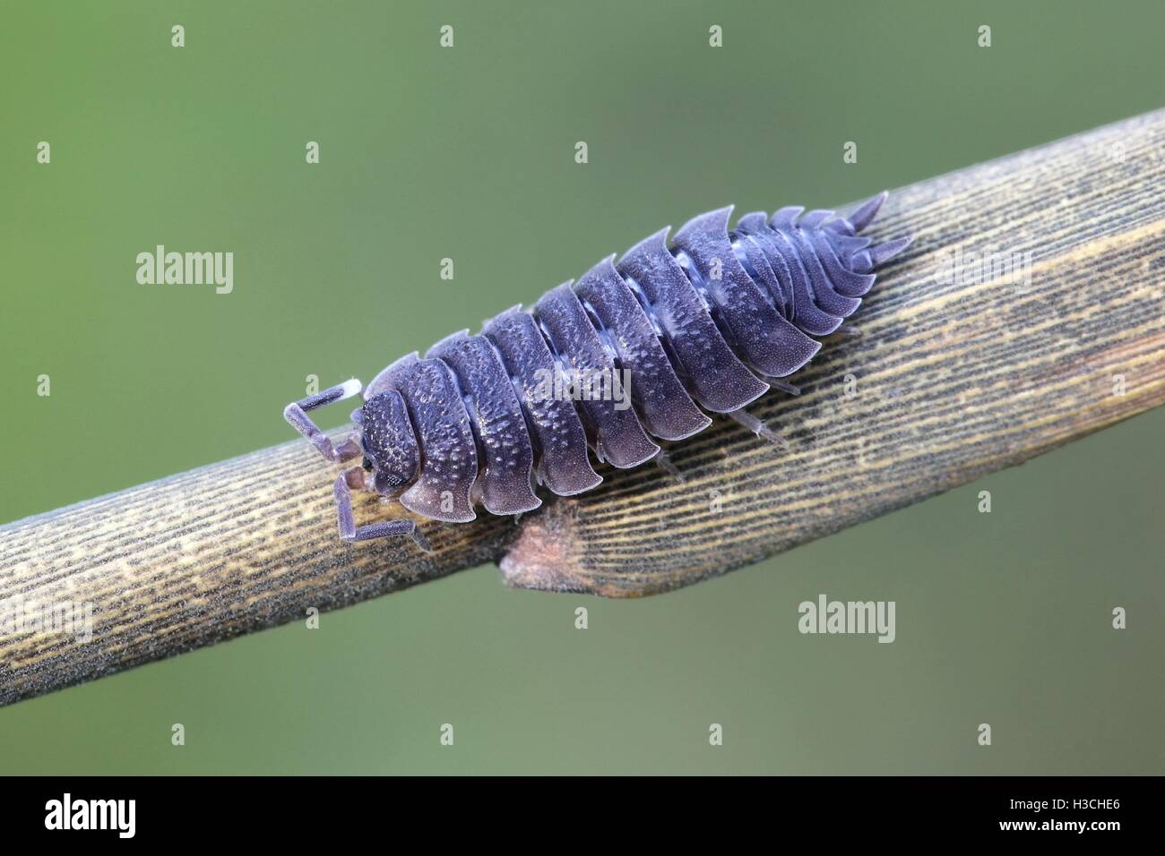 Common Woodlouse, Oniscus asellus Stock Photo - Alamy