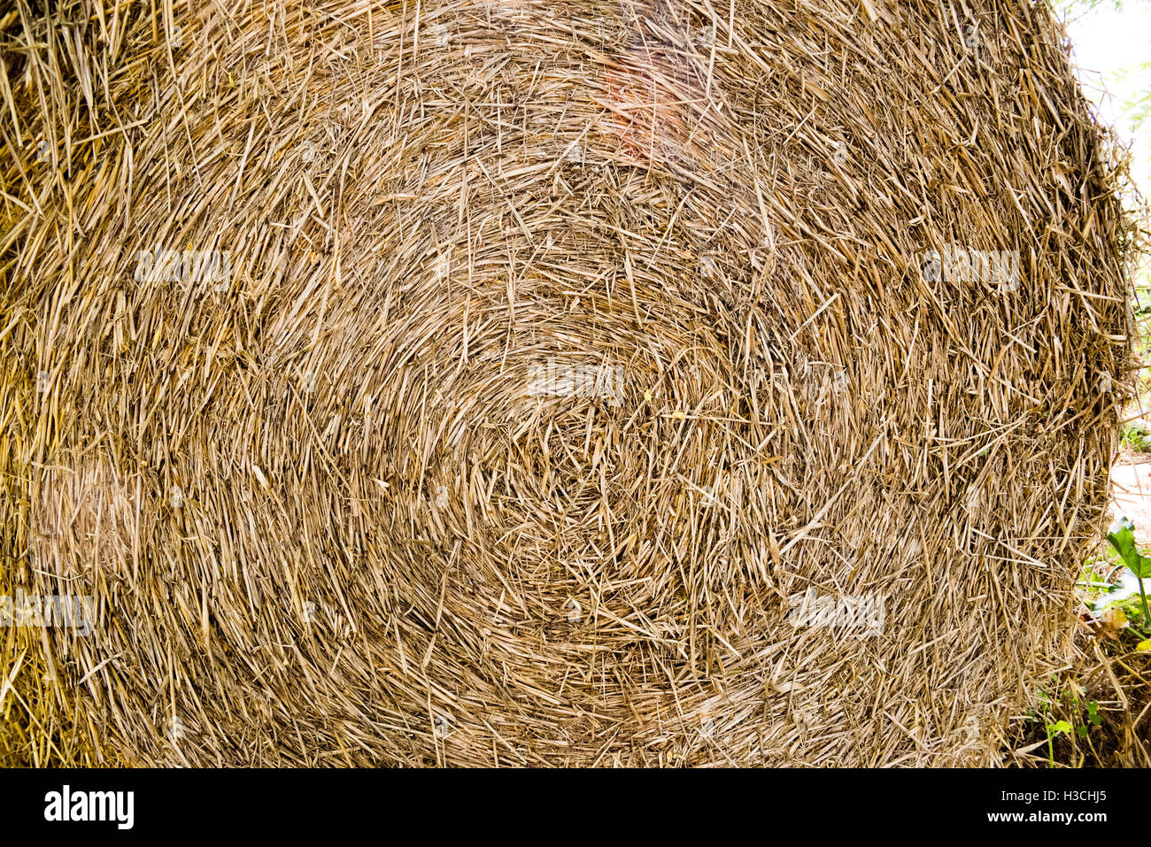 Round bale of straw close-up Stock Photo - Alamy