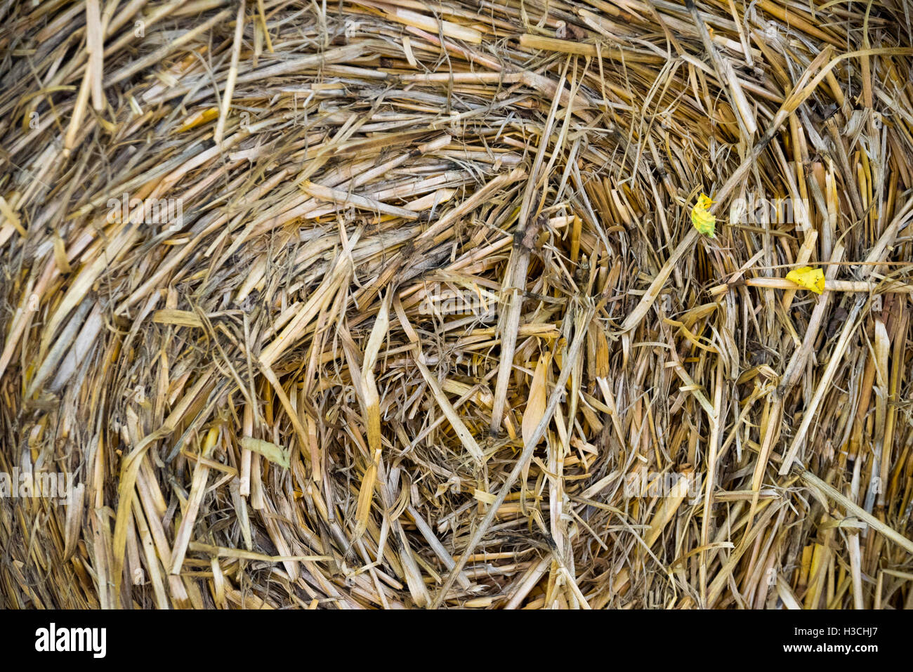 Round bale of straw close-up Stock Photo - Alamy