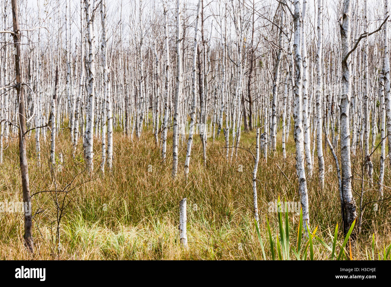 Brich background - Poland Stock Photo - Alamy