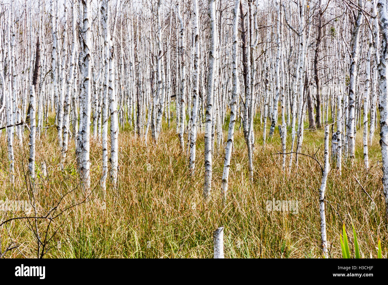 Brich background - Poland Stock Photo - Alamy
