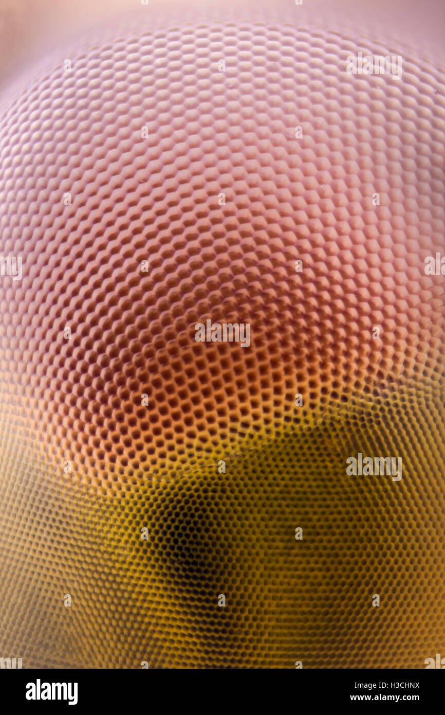 Compound Eye Vision High Resolution Stock Photography and Images - Alamy