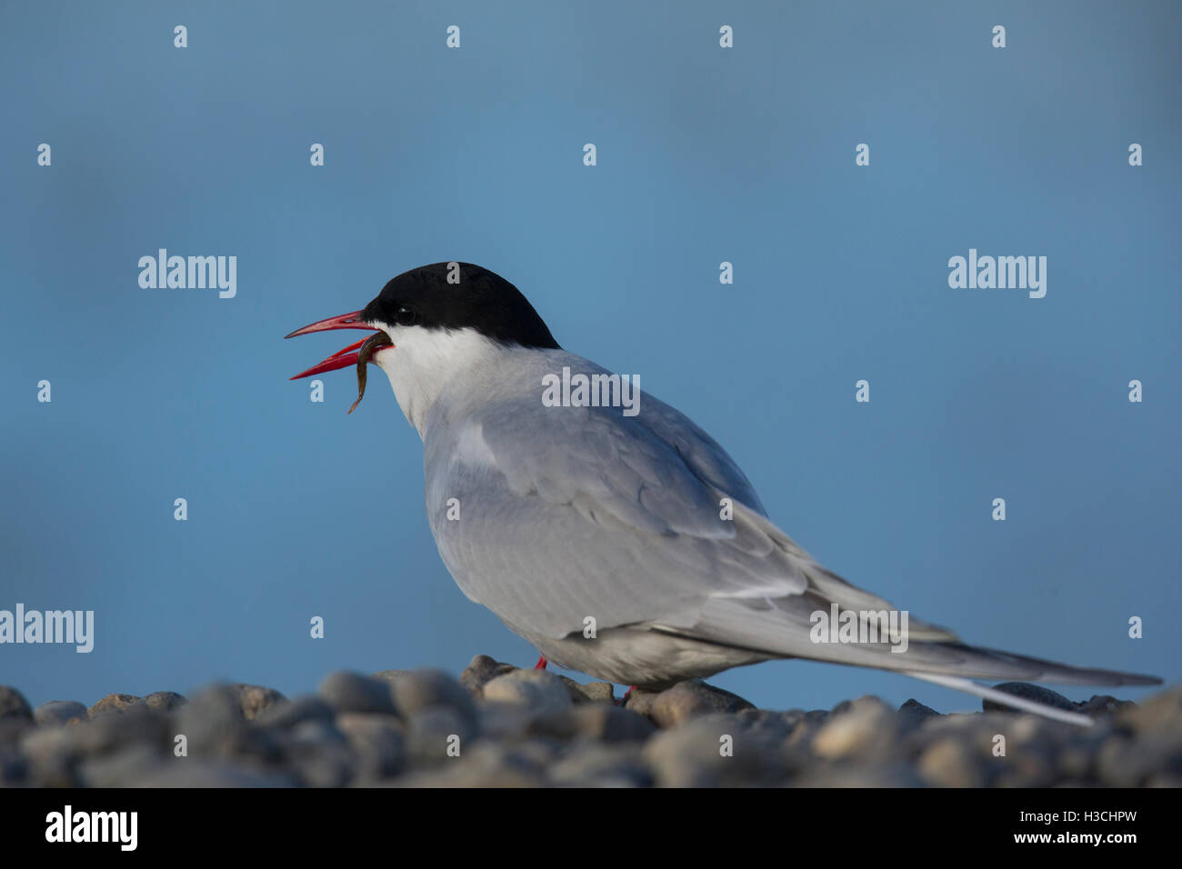 Arctic tern (Sterna paradisaea),Arctic Alaska Stock Photo - Alamy