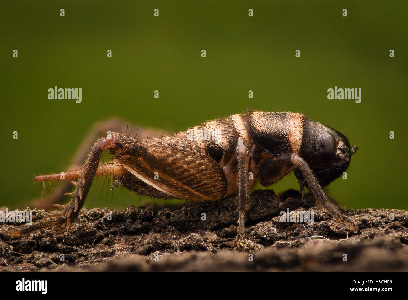 Ground hopper hi-res stock photography and images - Alamy