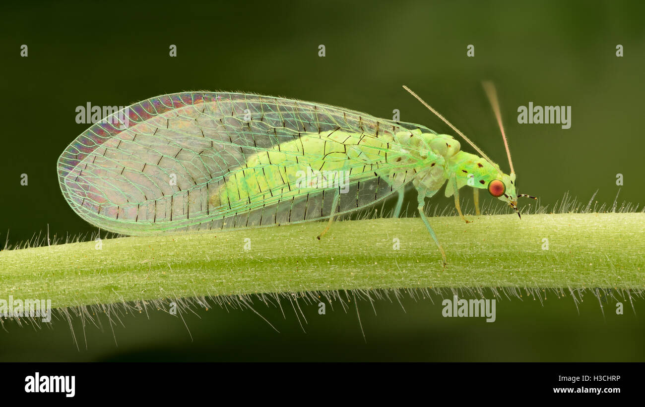 Extreme magnification - Lacewing Stock Photo - Alamy