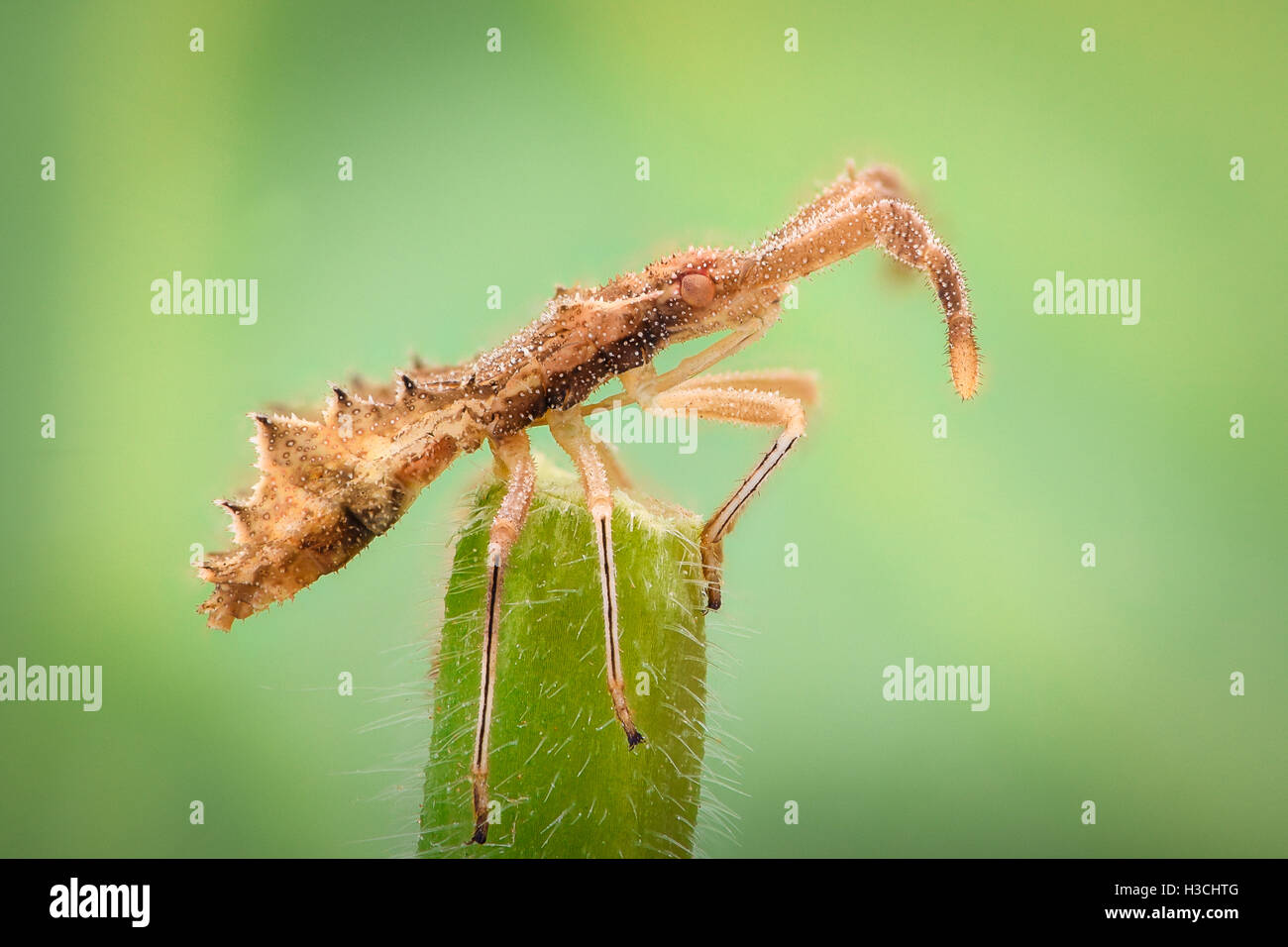 Extreme magnification - Spiked bug Stock Photo - Alamy