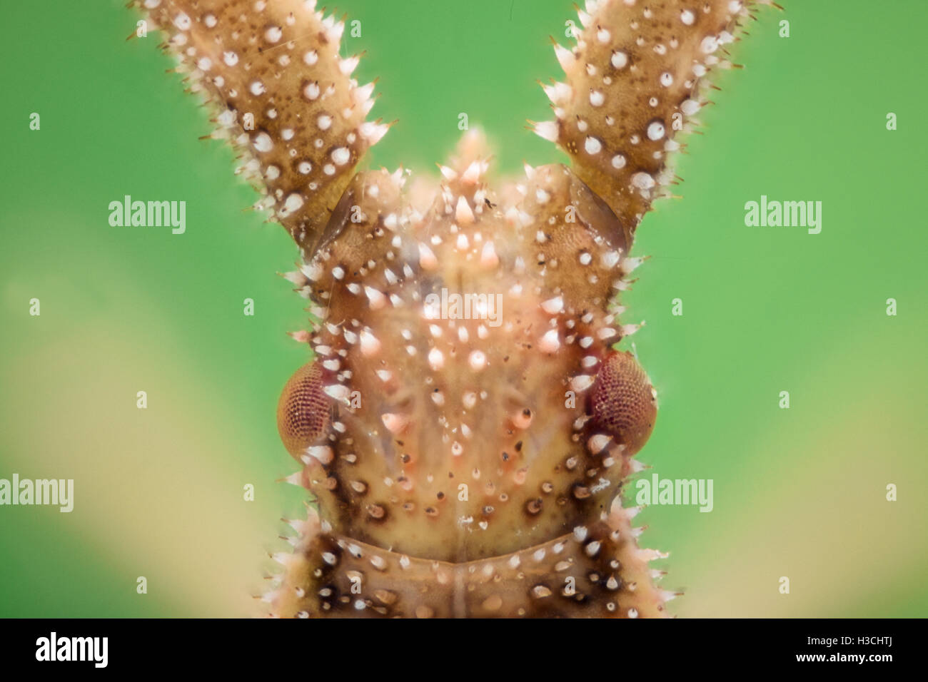 Spiked shield bug hi-res stock photography and images - Alamy