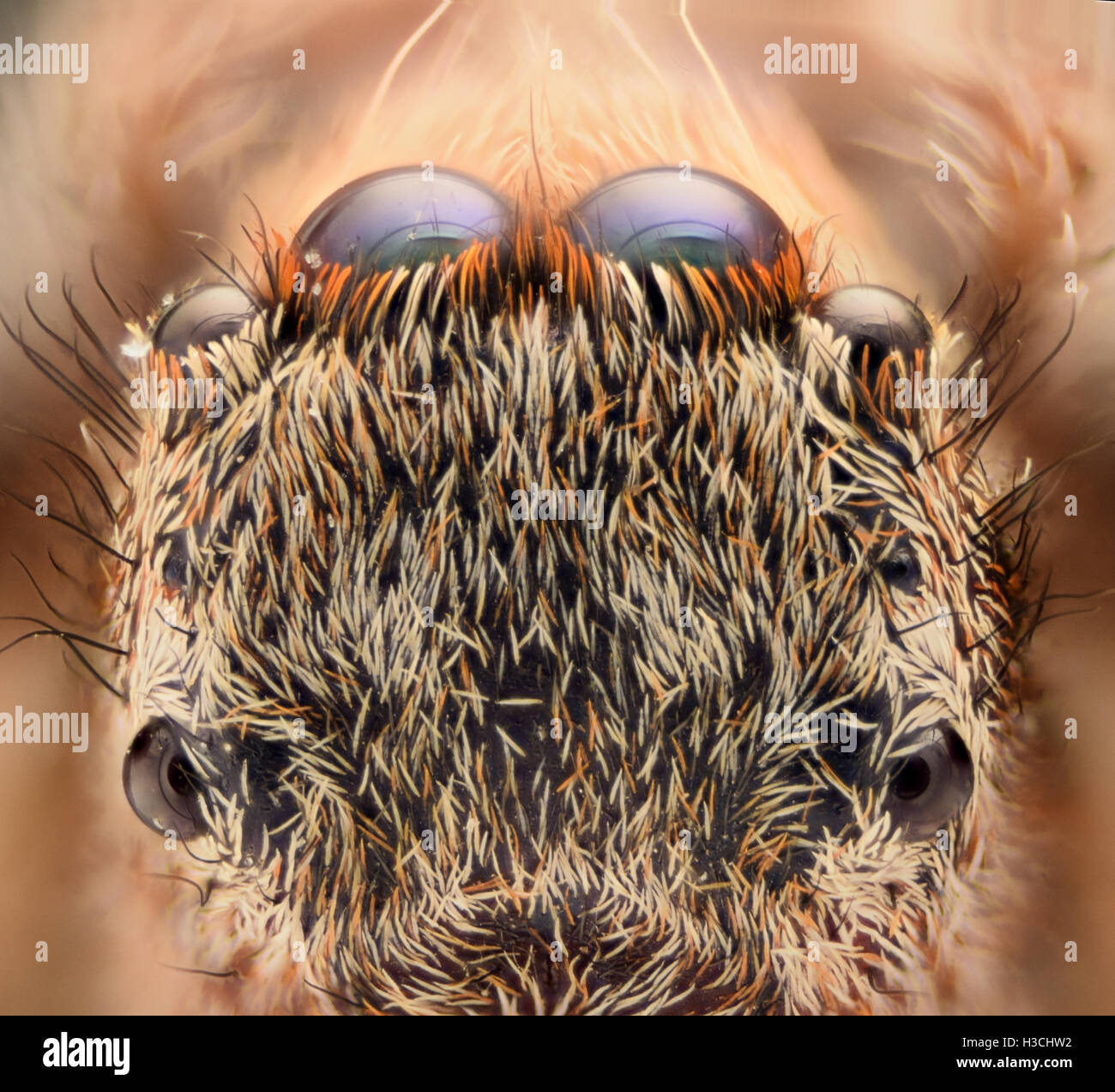 Extreme magnification - Jumping spider eyes and head from above Stock ...