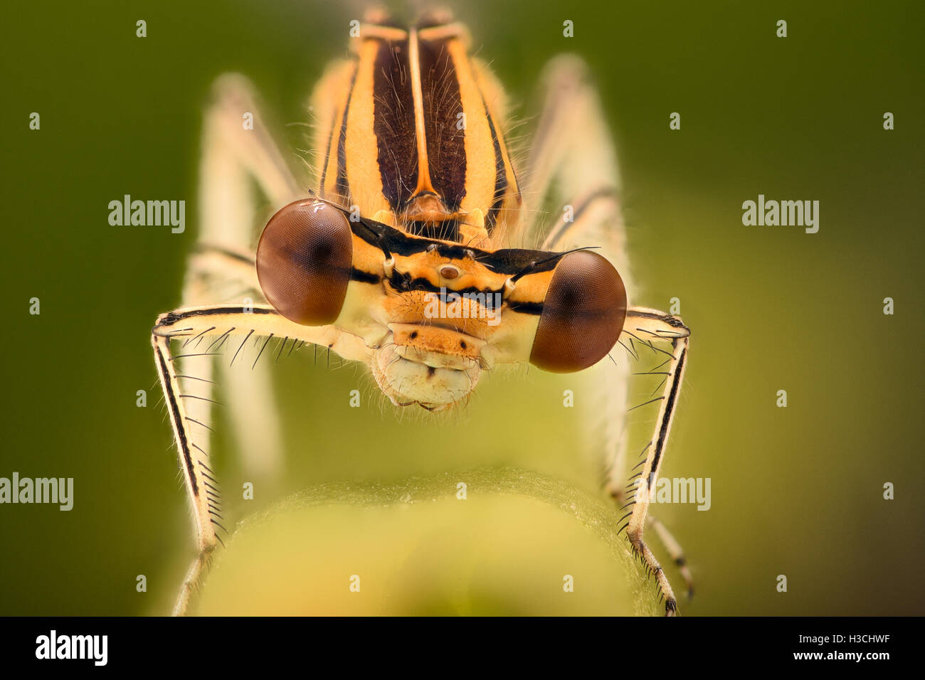 Extreme magnification - Brown Damselfly, front view Stock Photo - Alamy