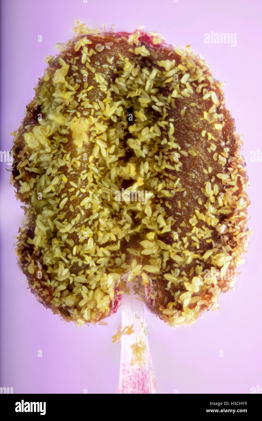 Plant pollen microscopic hi-res stock photography and images - Alamy