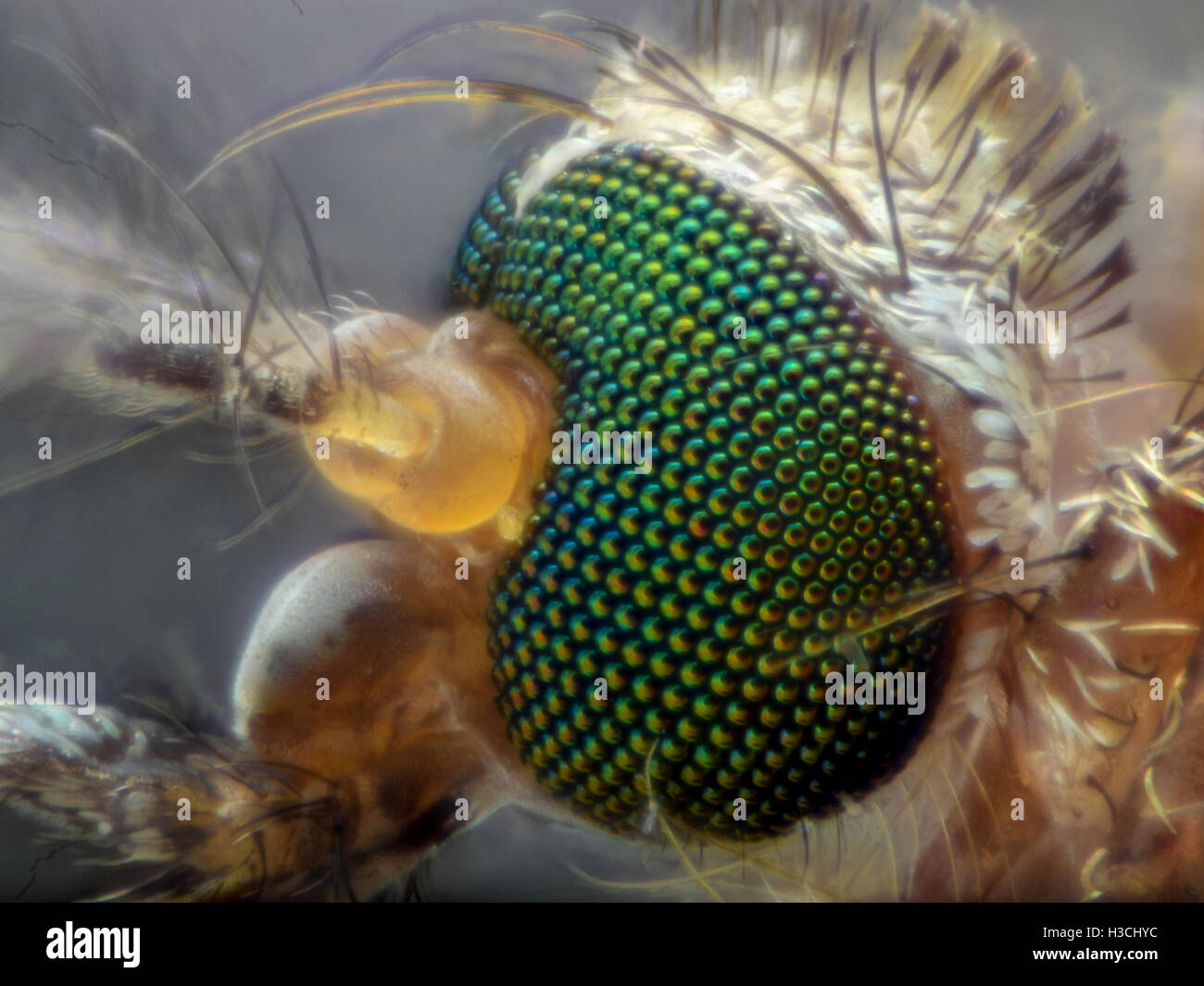Extreme magnification - Mosquito head, side view Stock Photo - Alamy