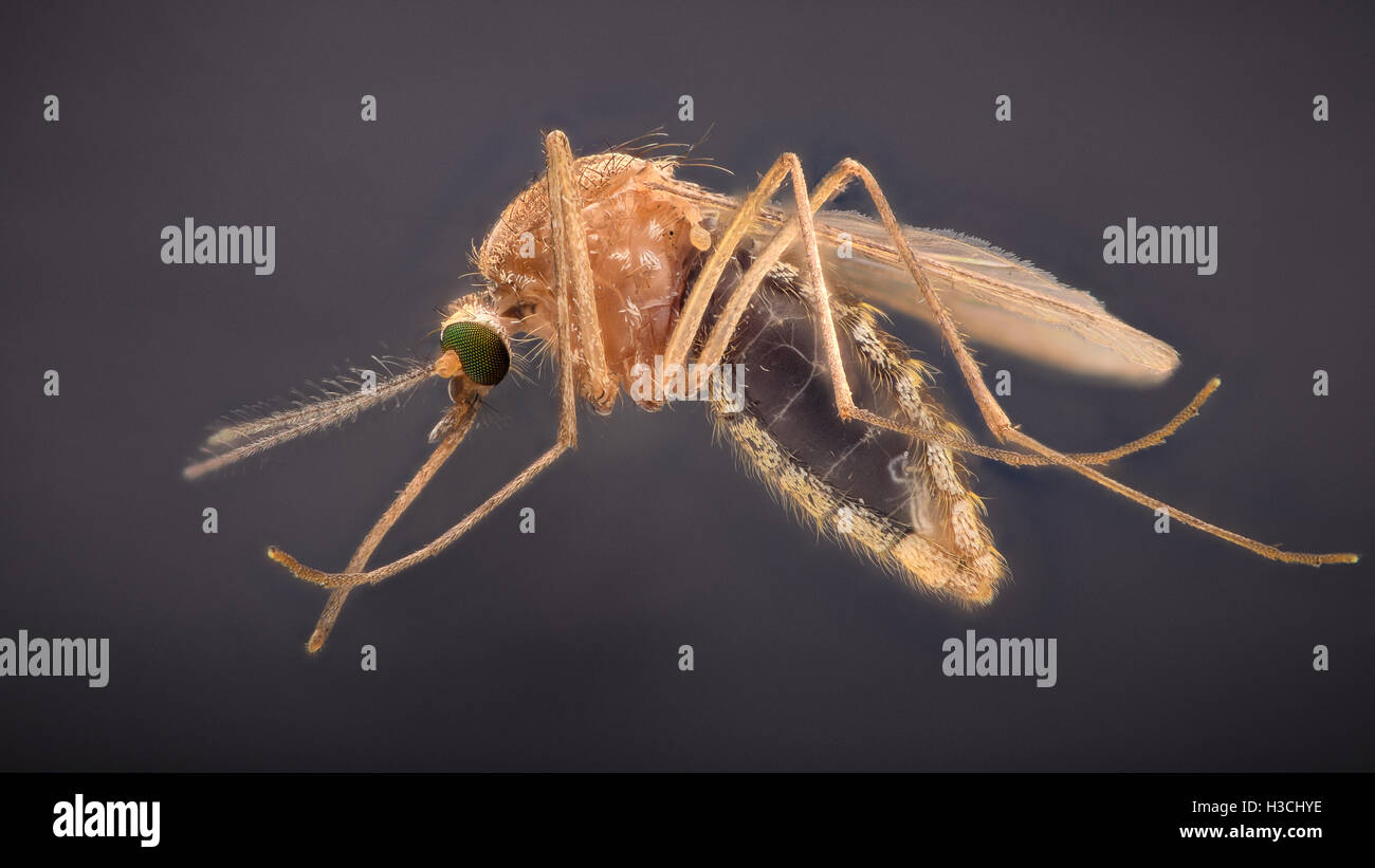 Extreme magnification - Mosquito, side view Stock Photo - Alamy