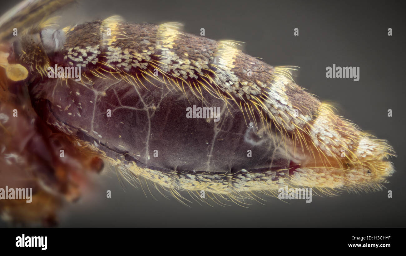 Insect blood hi-res stock photography and images - Alamy