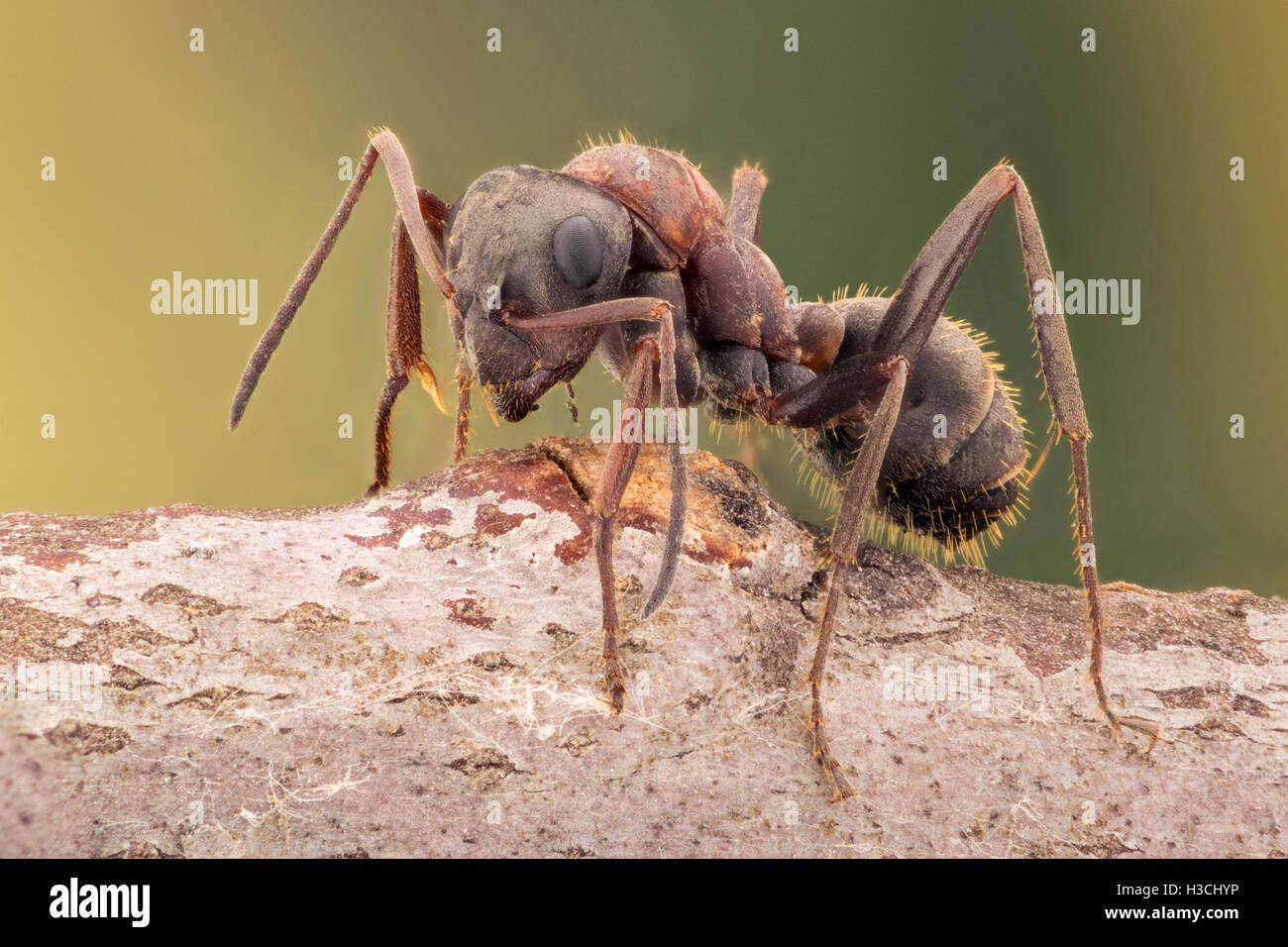 Microscope ant hi-res stock photography and images - Alamy