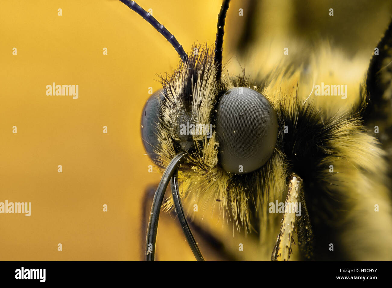 Butterfly, Head, Closeup, Front View High Resolution Stock Photography ...