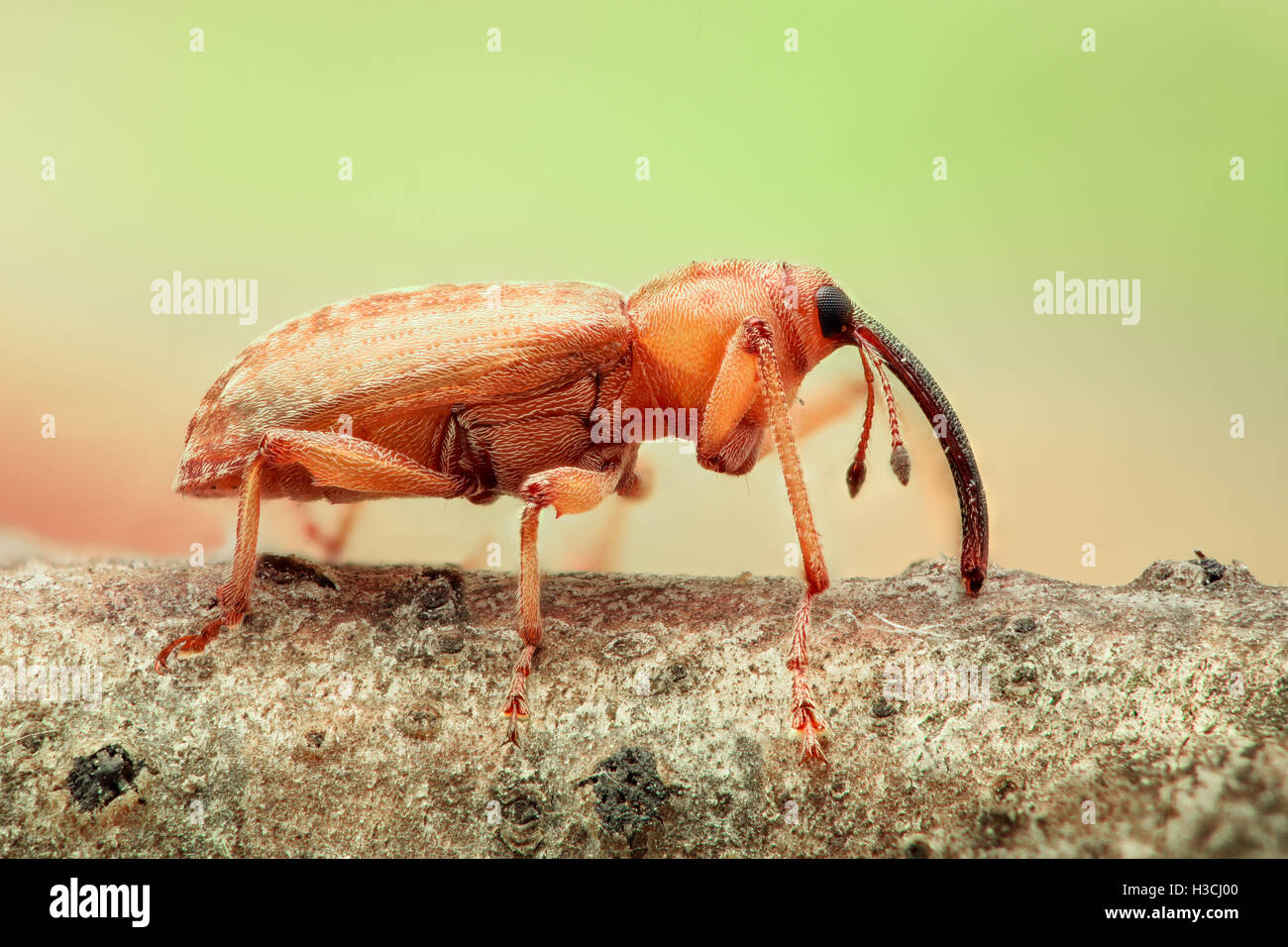 Extreme magnification - Orange Weevil on a stick, side view Stock Photo ...