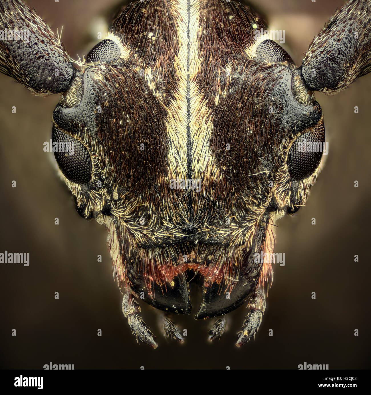 Extreme magnification - Bug, front view Stock Photo - Alamy