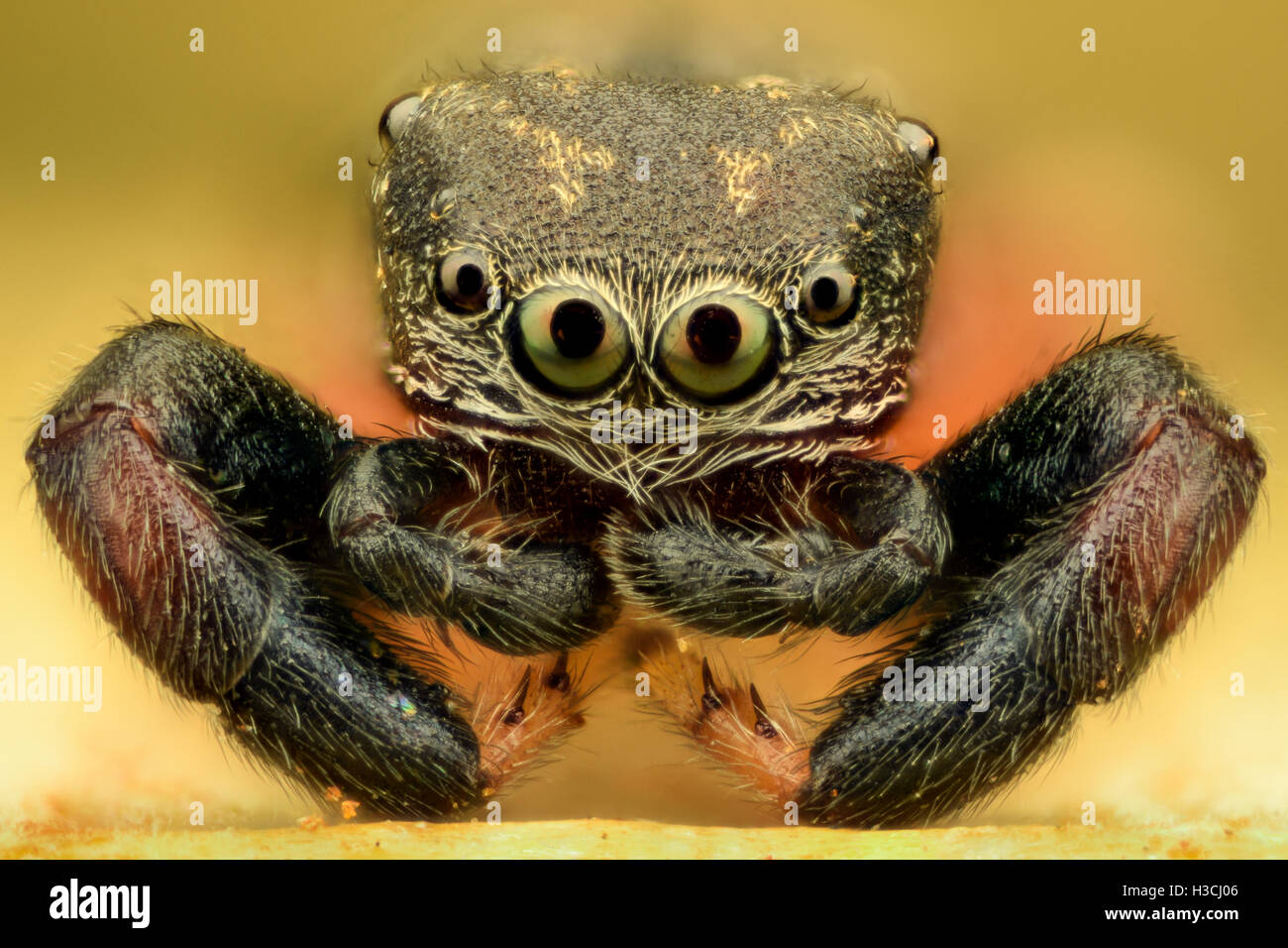 Extreme magnification - Jumping Spider Stock Photo - Alamy