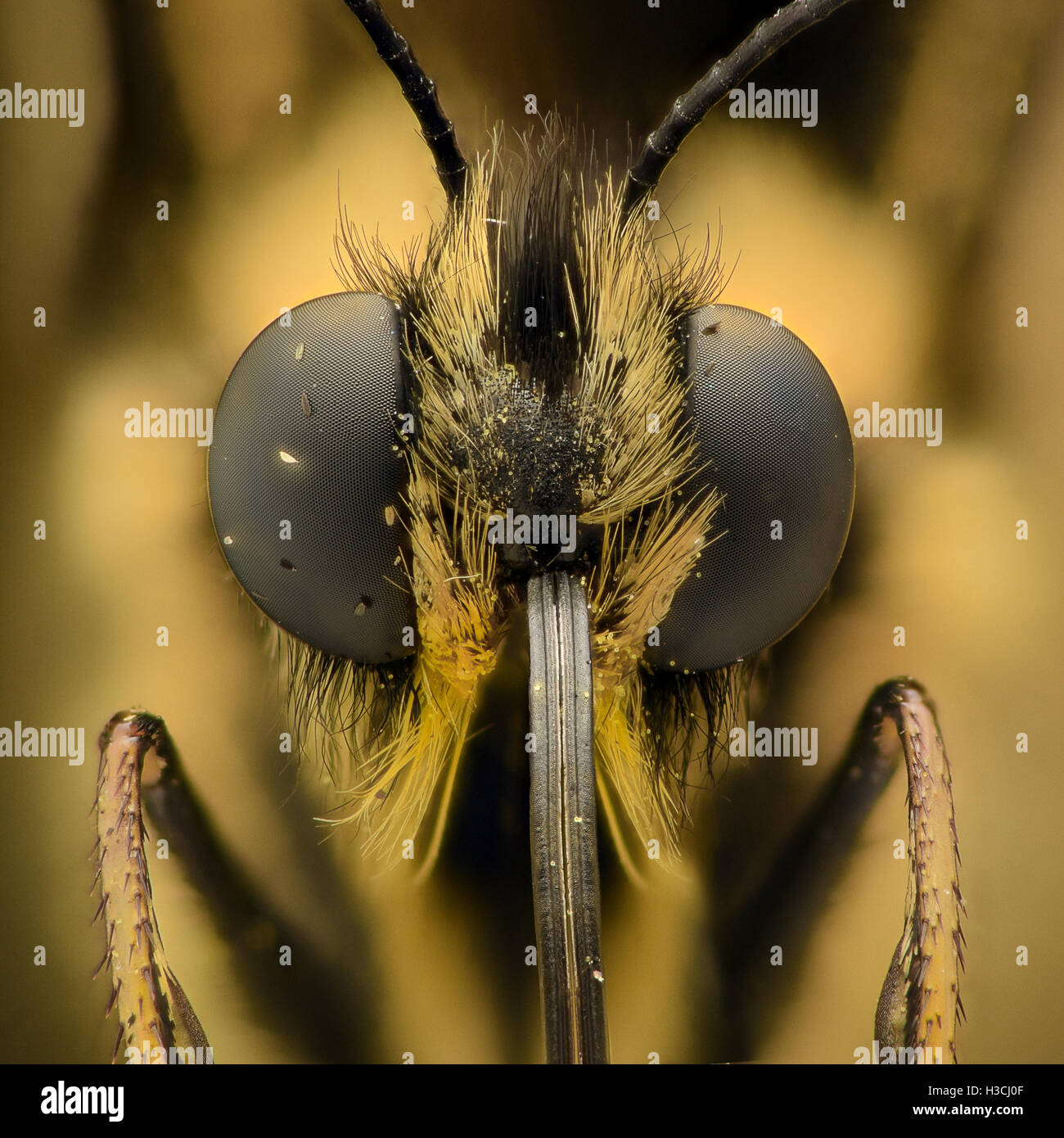 Butterfly legs close up hi-res stock photography and images - Alamy