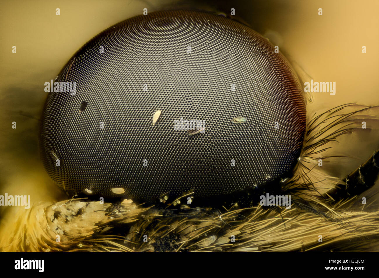 Extreme magnification eye hi-res stock photography and images - Alamy