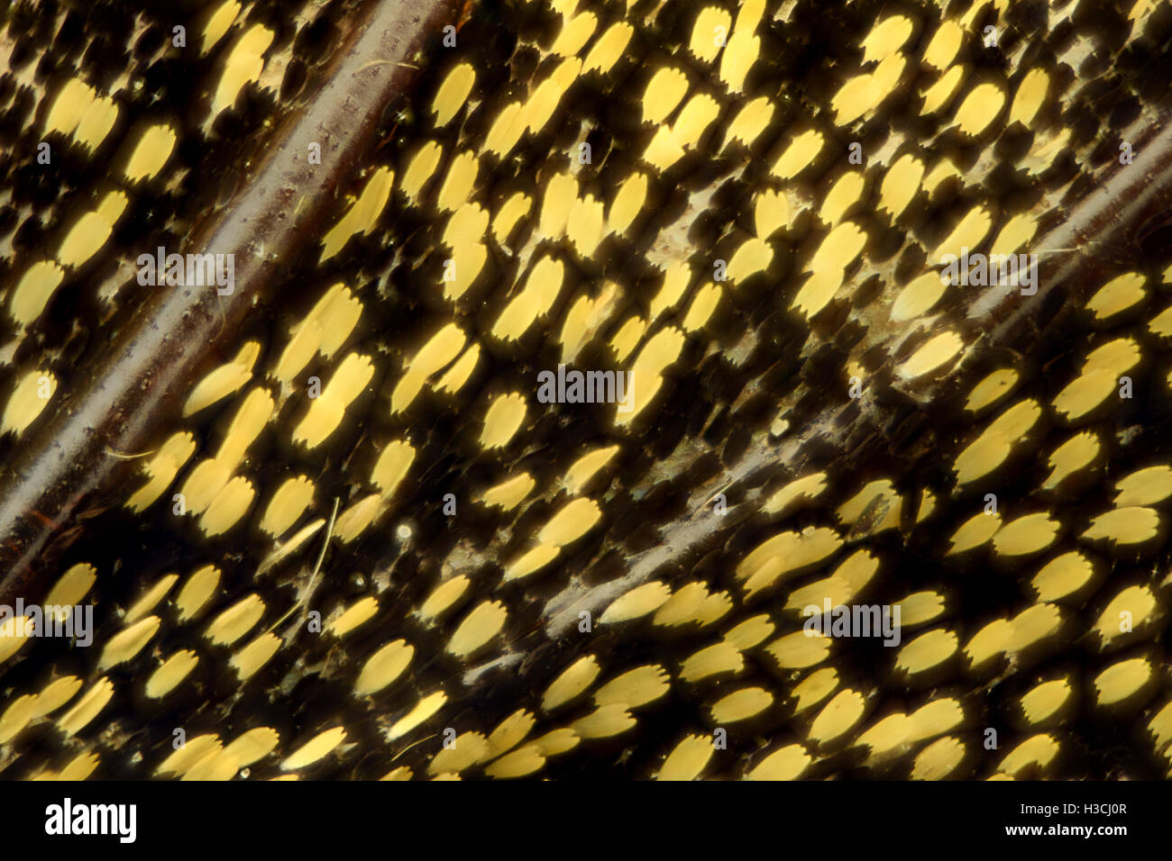 Extreme magnification - Butterfly wing scales Stock Photo - Alamy