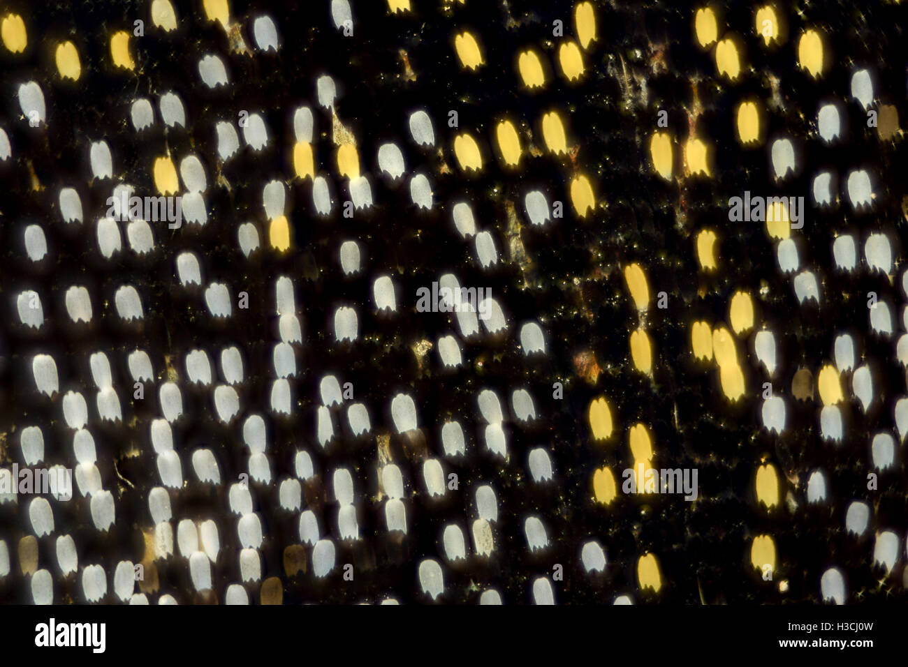 Magnification scales hi-res stock photography and images - Alamy