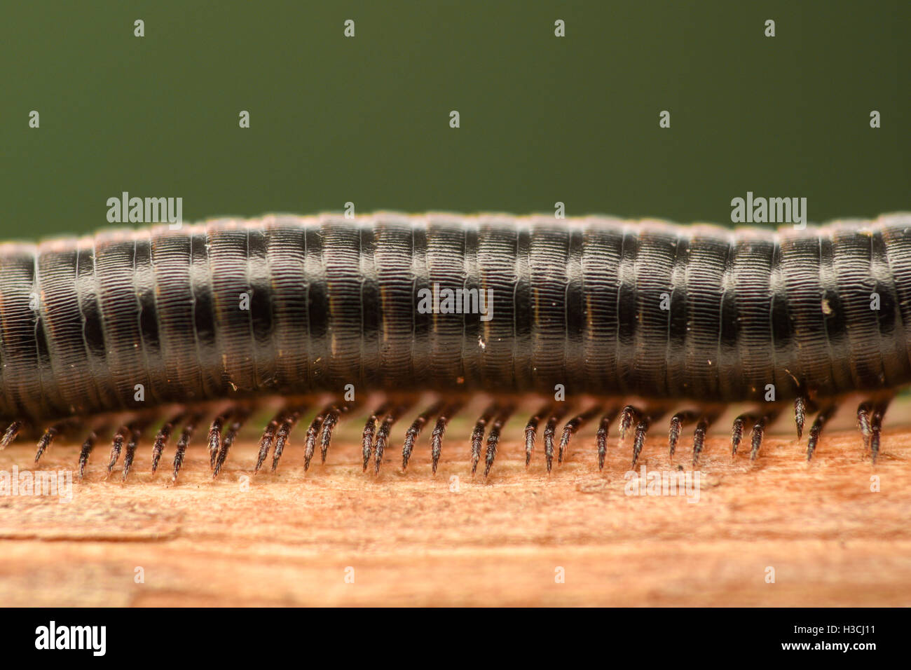 Insect with many legs hi-res stock photography and images - Alamy