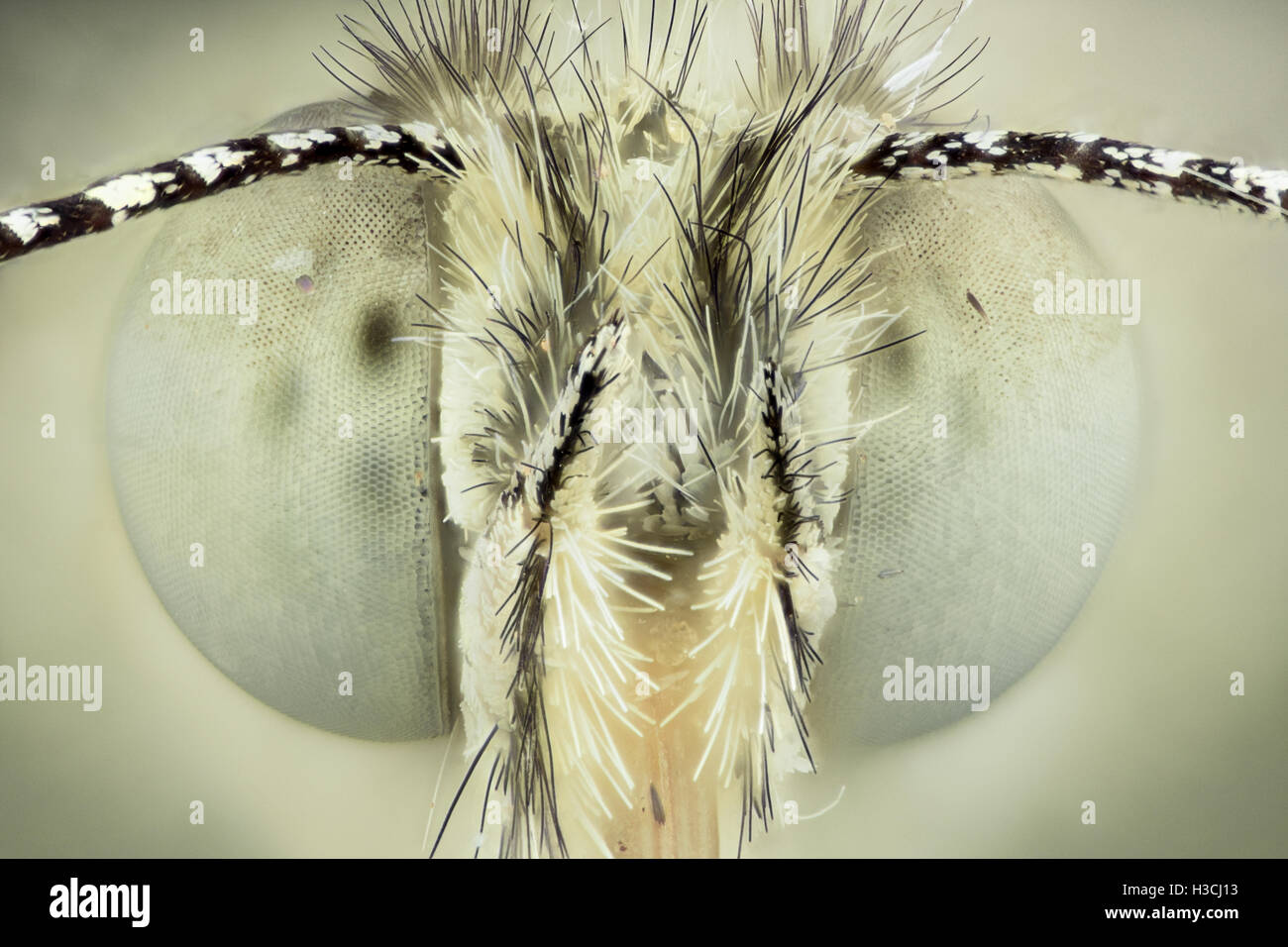 Butterfly legs close up hi-res stock photography and images - Alamy