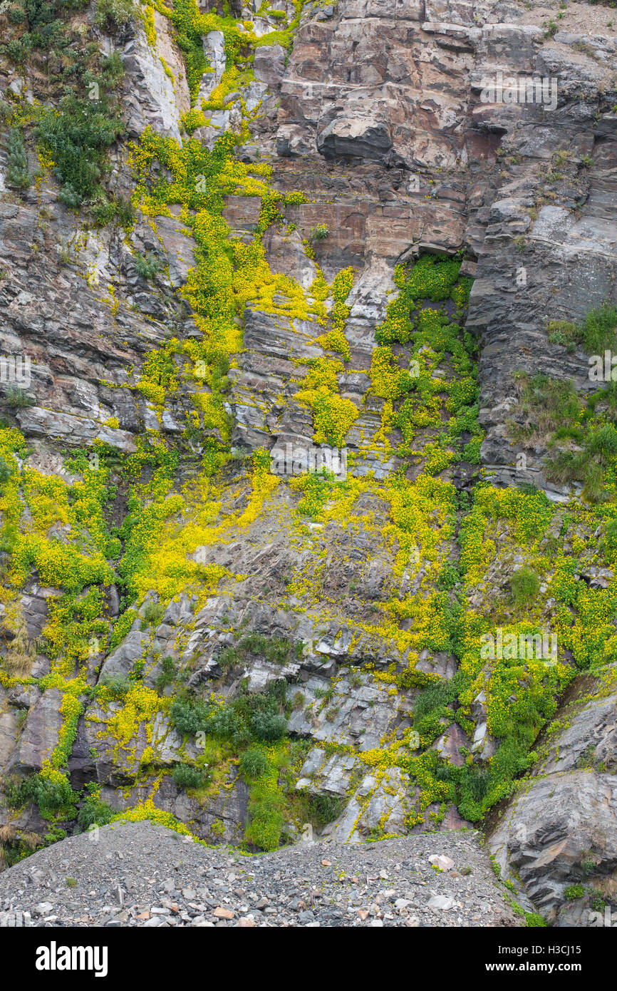 Ron moss hi-res stock photography and images - Alamy