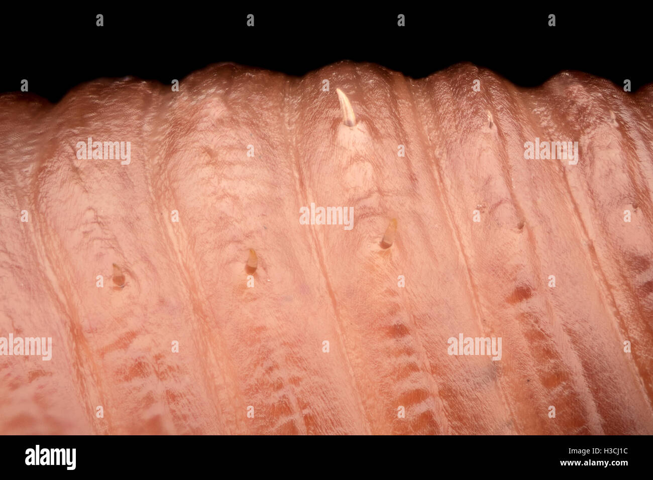Slimy worm hi-res stock photography and images - Alamy