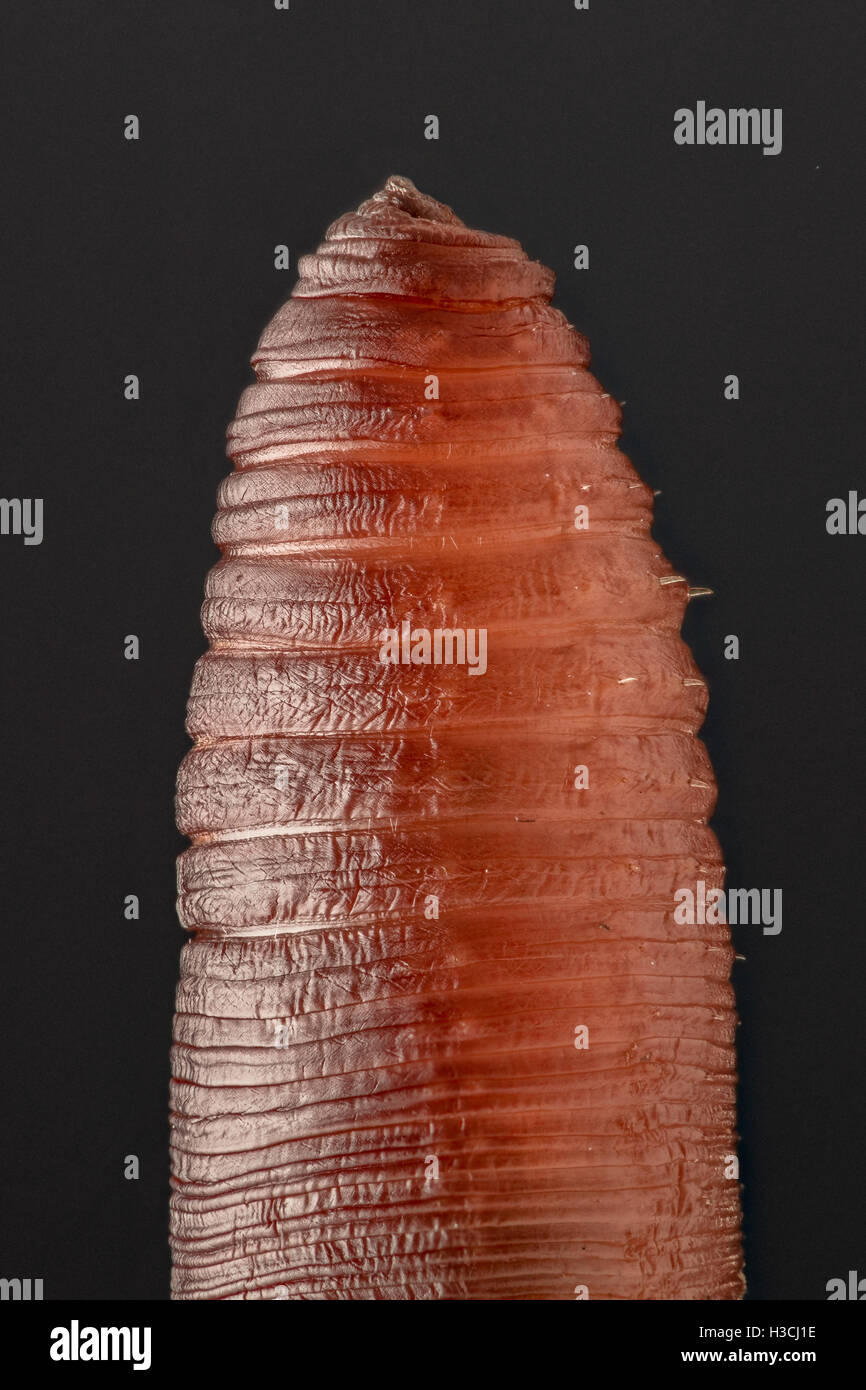Segments earthworm hi-res stock photography and images - Alamy