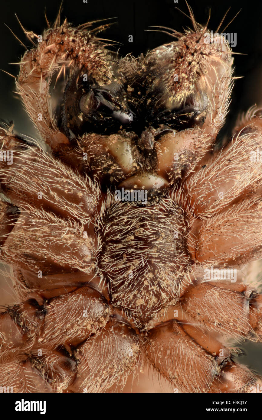 Extreme magnification - Spider, bottom part Stock Photo - Alamy