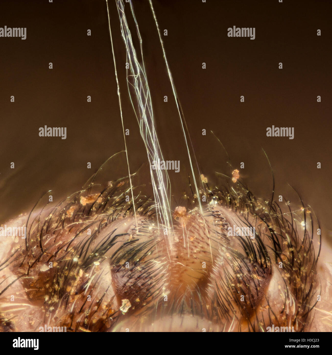 Extreme magnification - Spider, web crafting Stock Photo - Alamy