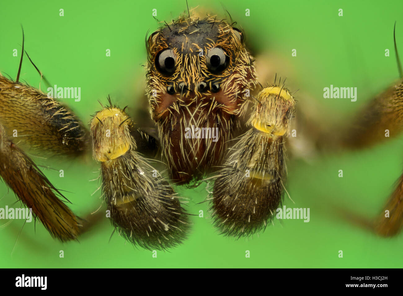 Extreme magnification - Brown spider, front view Stock Photo - Alamy