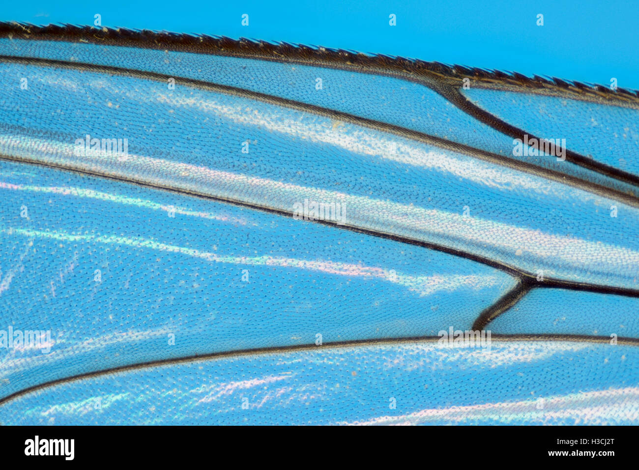 Stacked wing hi-res stock photography and images - Alamy