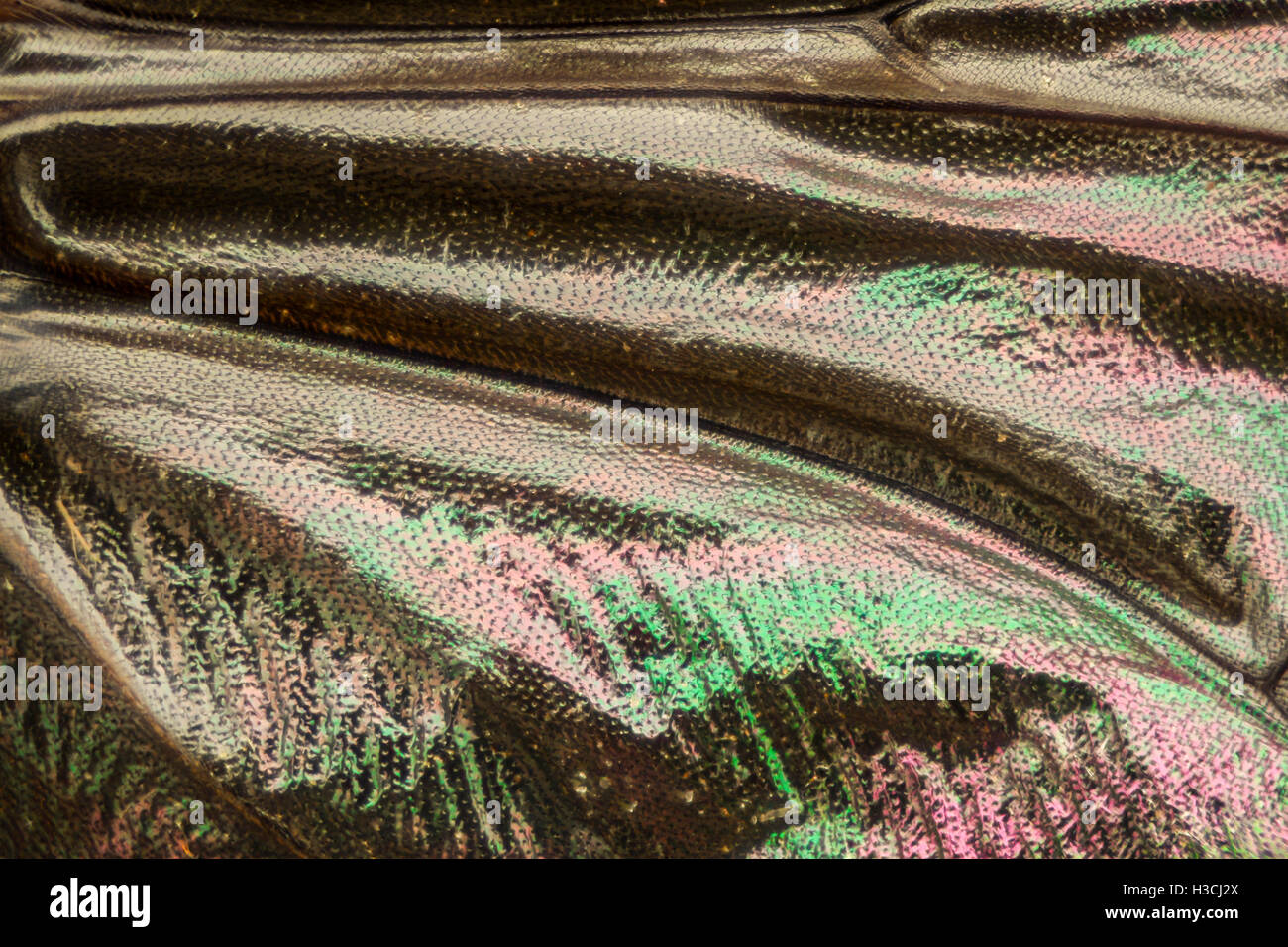 Fly wing light microscope hi-res stock photography and images - Alamy