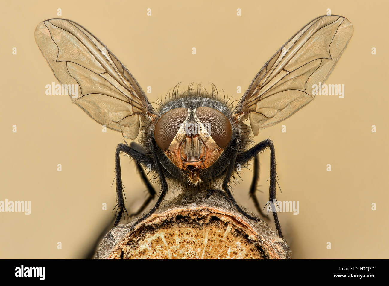 Extreme anatomy hi-res stock photography and images - Alamy