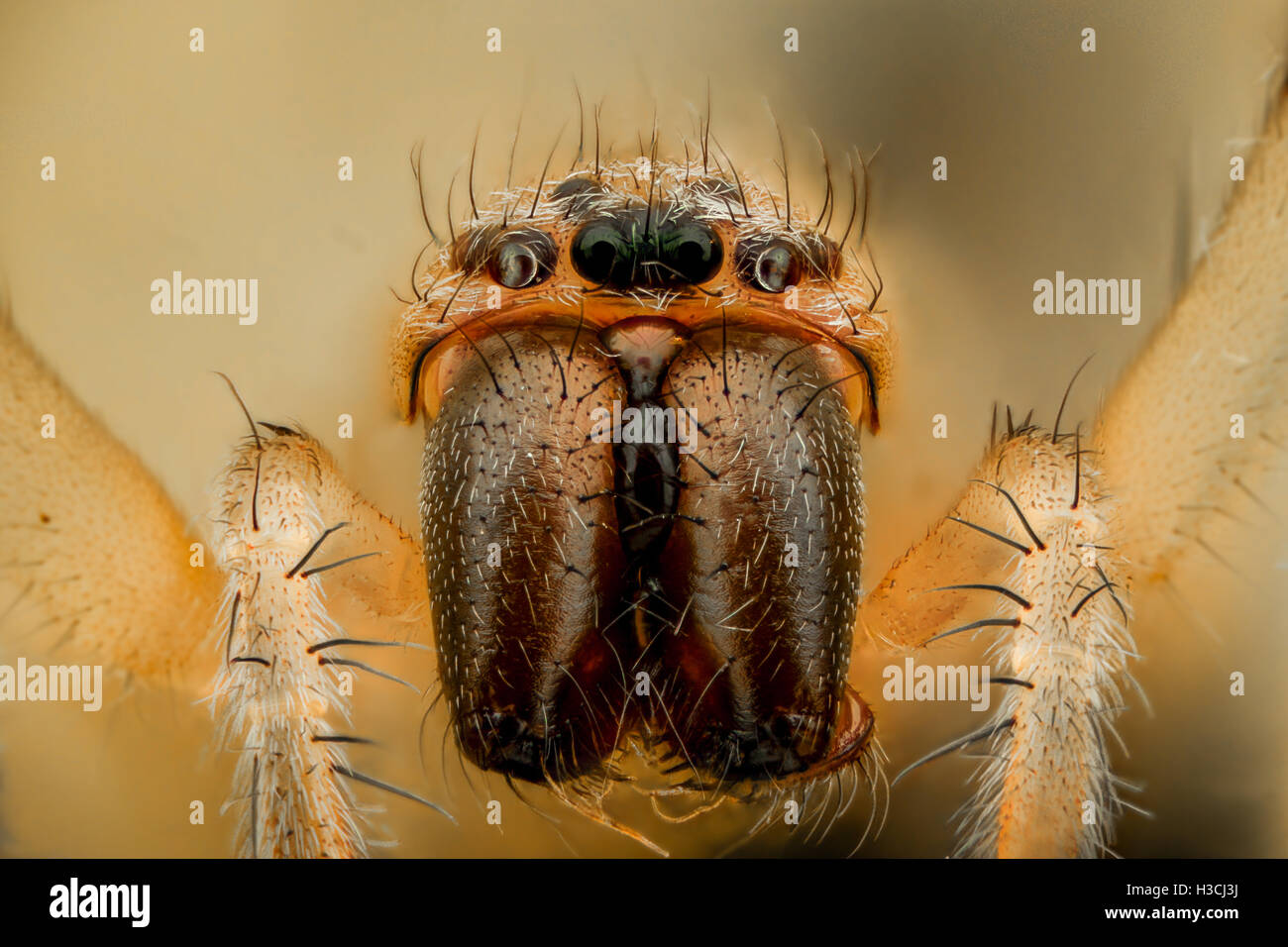 Spider front view hi-res stock photography and images - Alamy