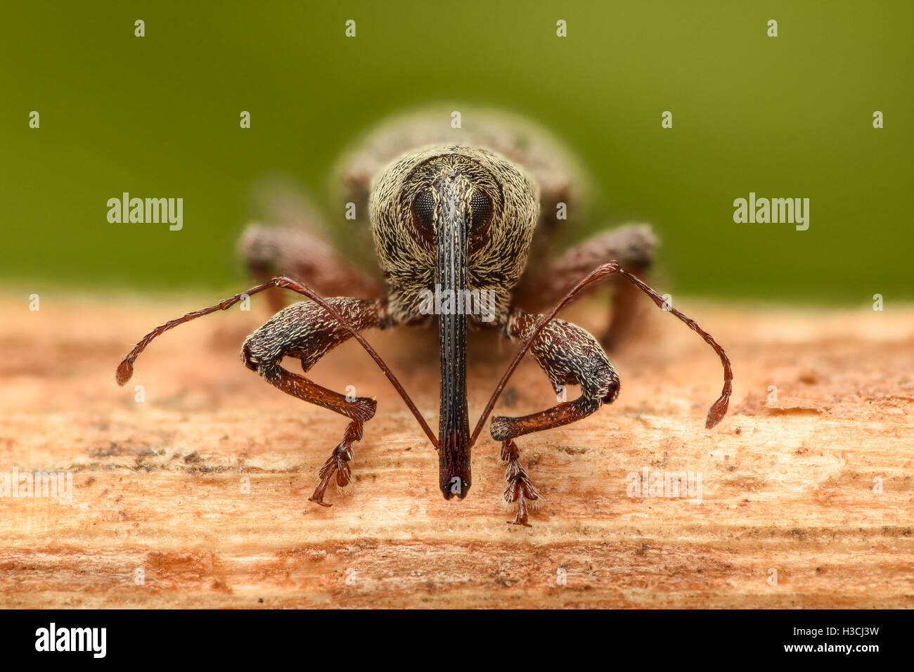 Extreme ecosystem hi-res stock photography and images - Alamy