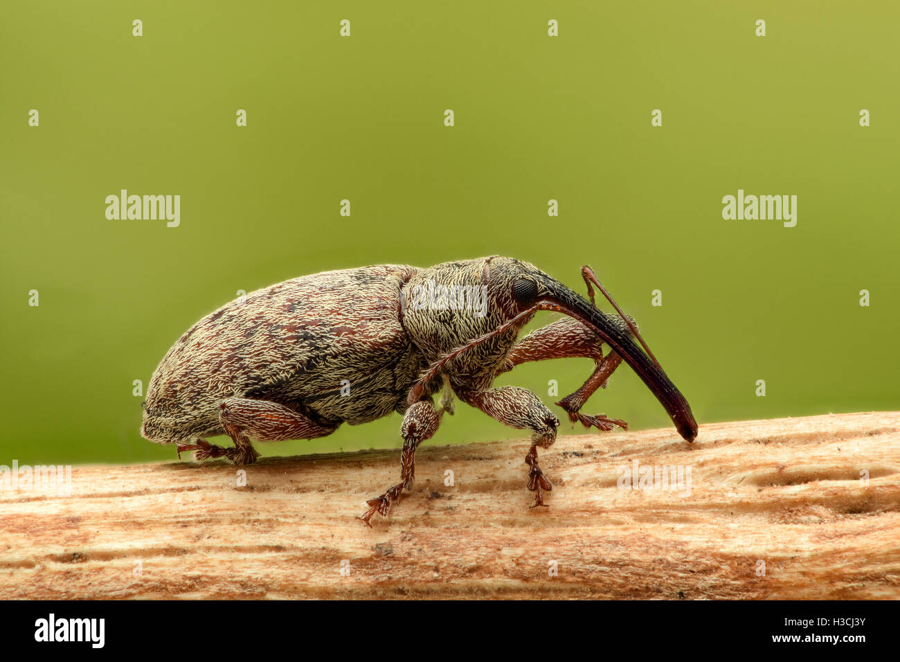 Extreme magnification - Weevil on a stick, side view Stock Photo - Alamy