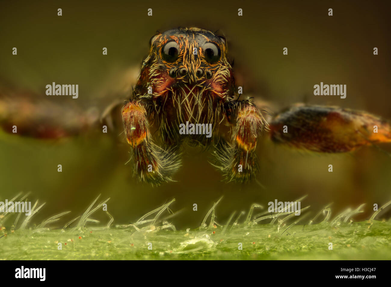 Brown spider fangs hi-res stock photography and images - Alamy