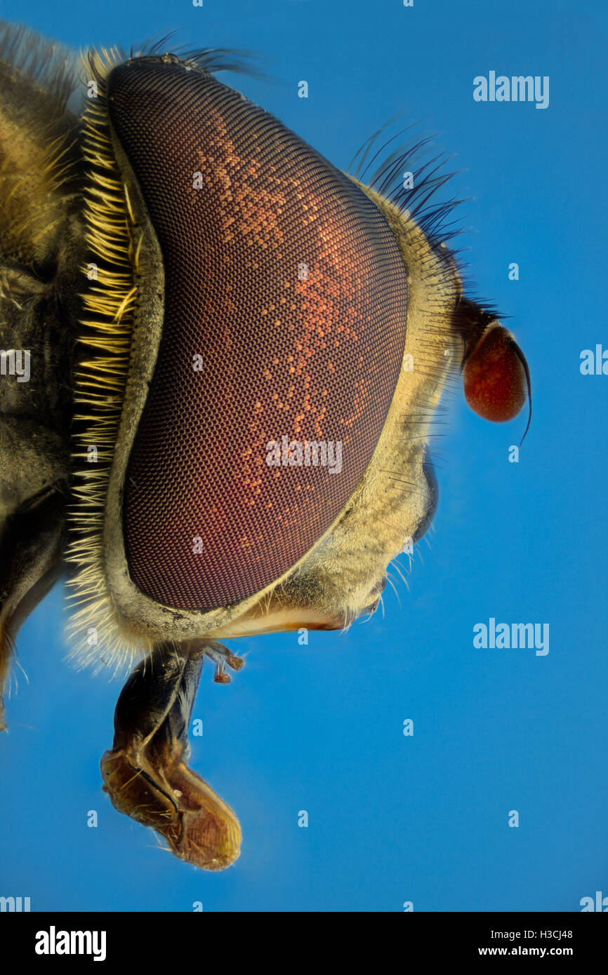 Extreme magnification, Fake bee, side view Stock Photo - Alamy