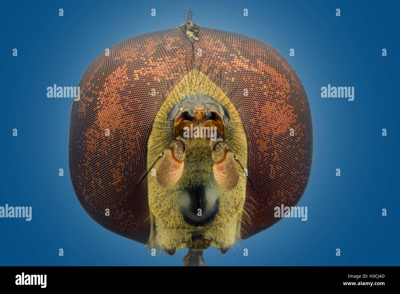 Extreme magnification - Fake bee, front view Stock Photo - Alamy