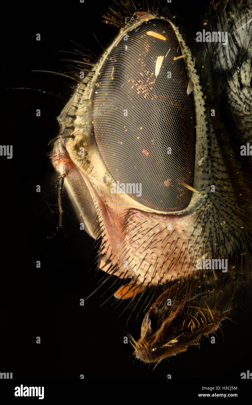 Extreme magnification - Fly head, side view Stock Photo - Alamy